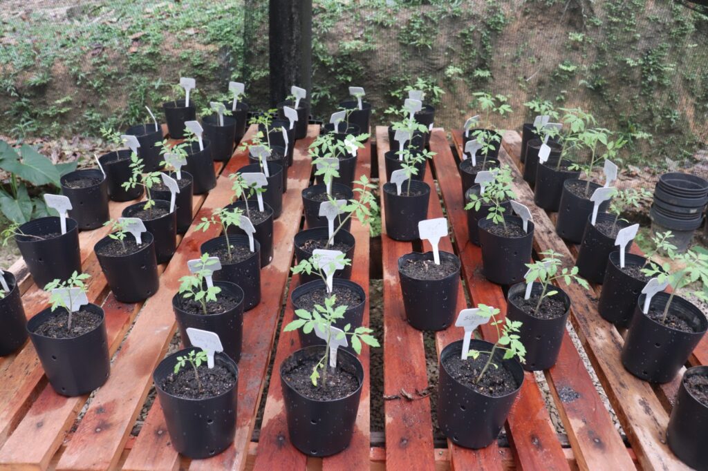 Pesquisa descobre bactéria amazônica que combate doenças do tomate ...