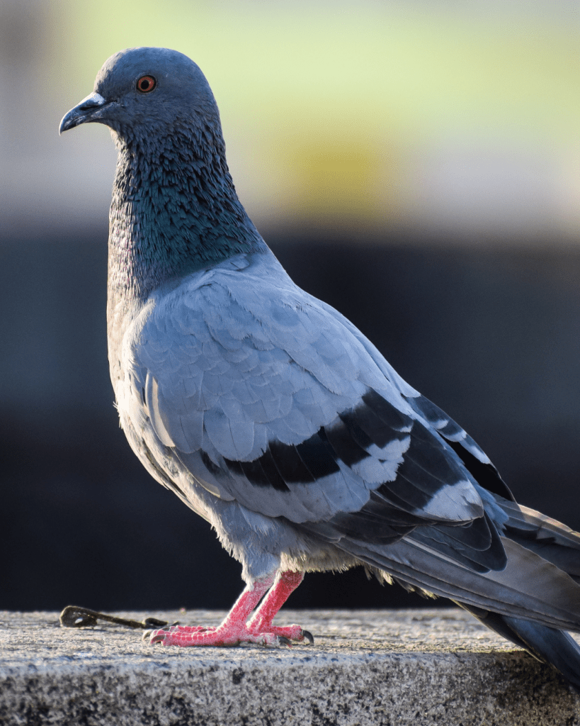 Doença do Pombo: Conheça sintomas e saiba como se proteger