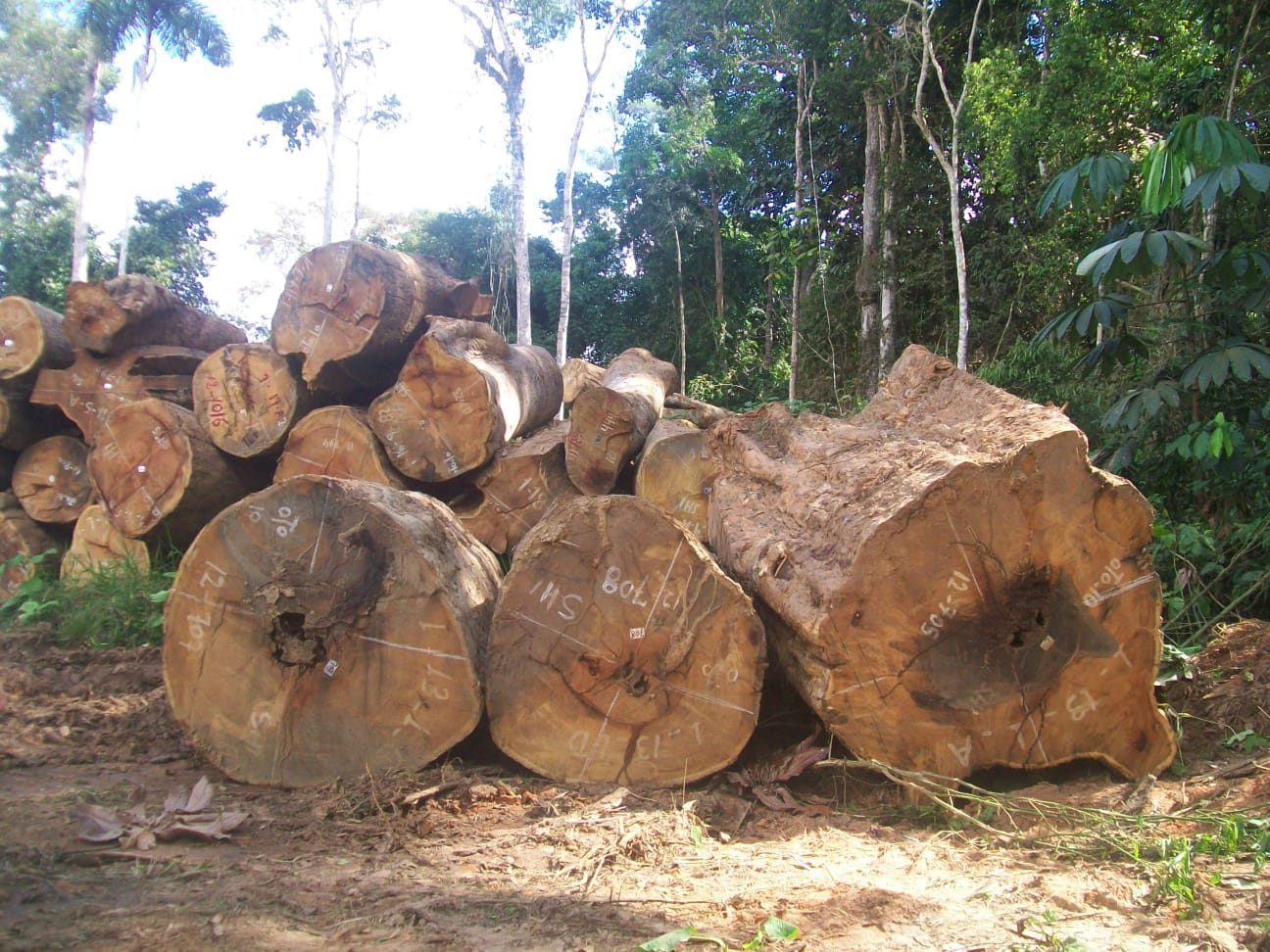 Quase 80% da madeira explorada no Amazonas é ilegal, diz estudo ...