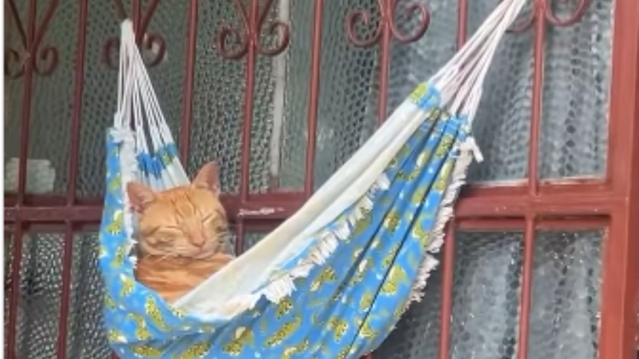 Vídeo de gato flagrado cochilando em rede viraliza em Manaus